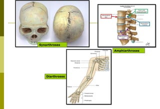 Human anatomy classification Of joint 1.ppt