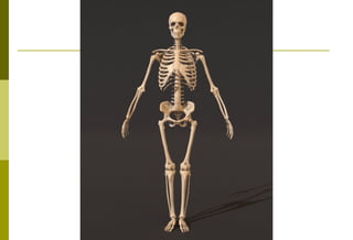 Human anatomy classification Of joint 1.ppt