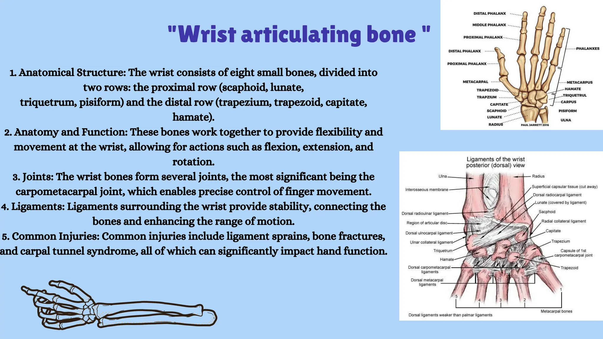 anatomical explanation of joints of the upper limb | PDF