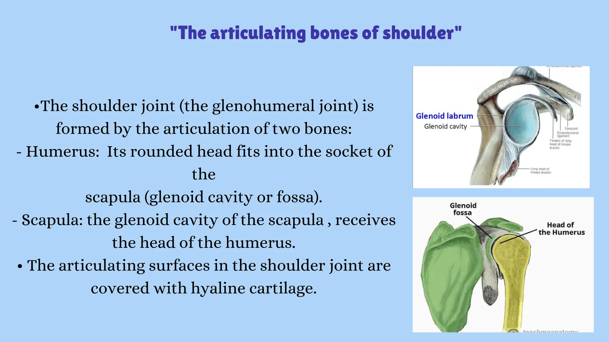 anatomical explanation of joints of the upper limb | PDF