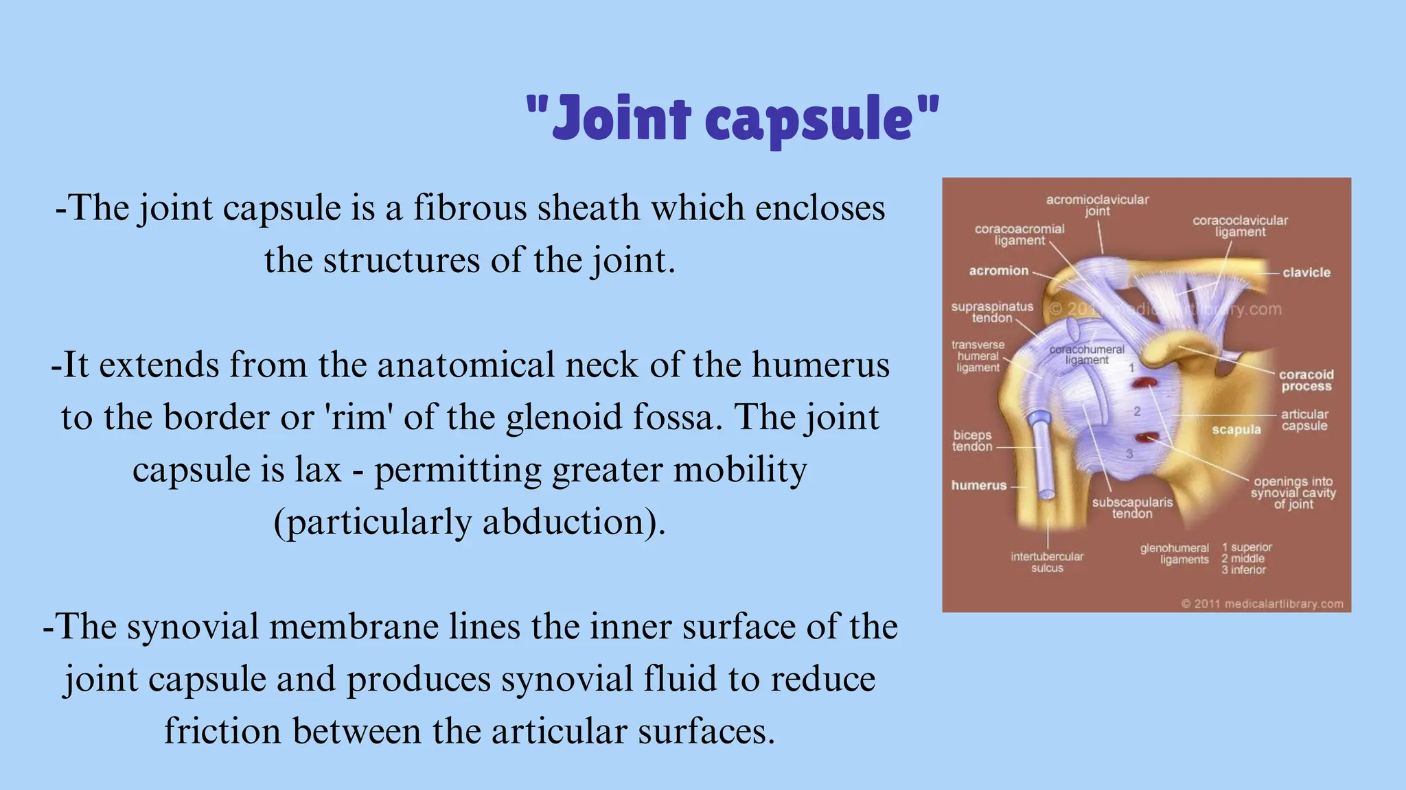 anatomical explanation of joints of the upper limb | PDF