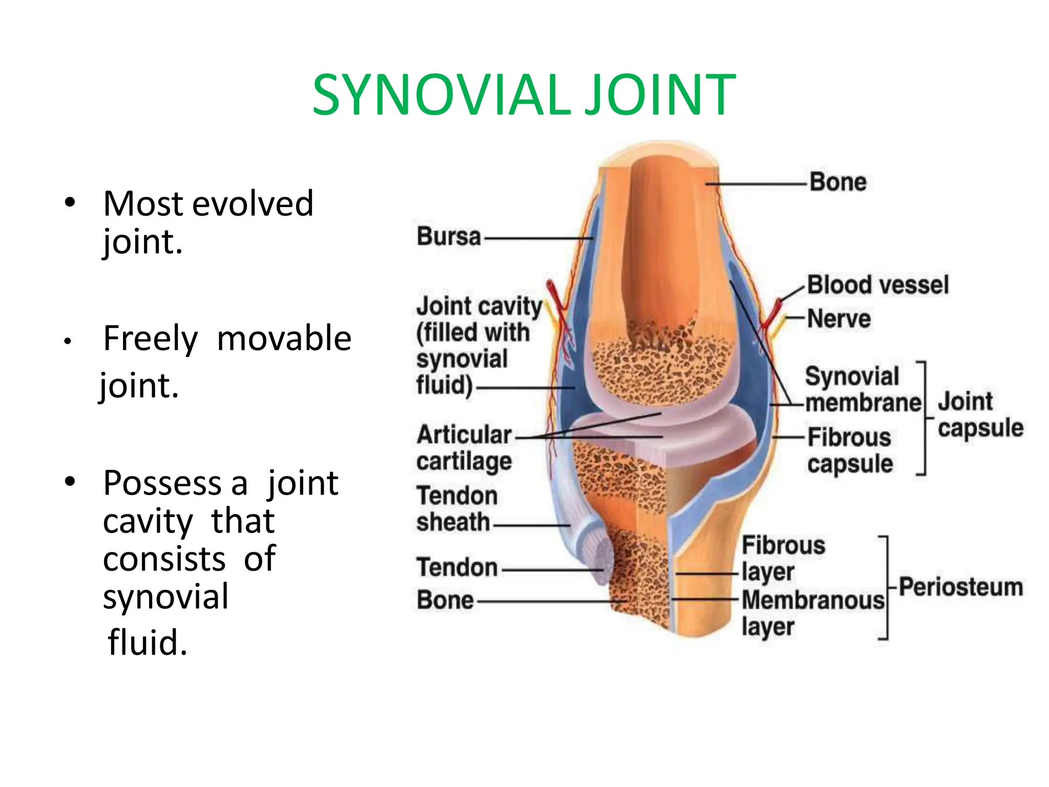 JOINTS ANATOMY .anatomy of joint pptx... | PPTX