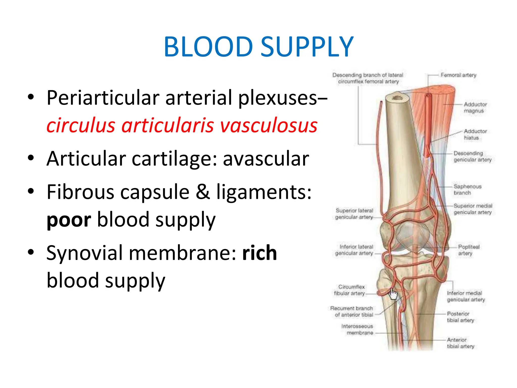 JOINTS ANATOMY .anatomy of joint pptx... | PPTX
