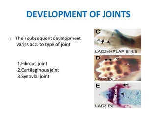 JOINTS ANATOMY .anatomy of joint pptx... | PPTX