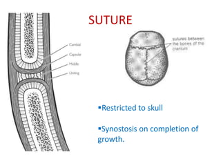 JOINTS ANATOMY .anatomy of joint pptx... | PPTX