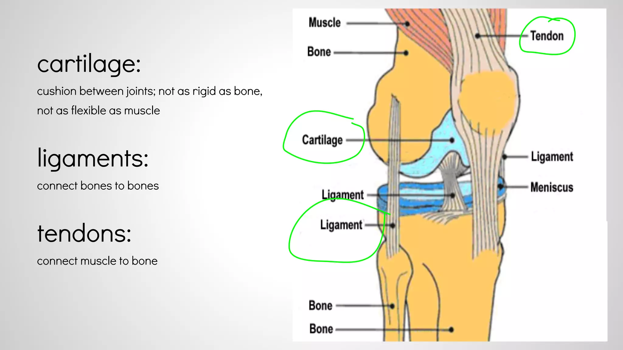 Joints and Connective Tissues | PDF