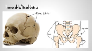 Joints and Connective Tissues | PDF