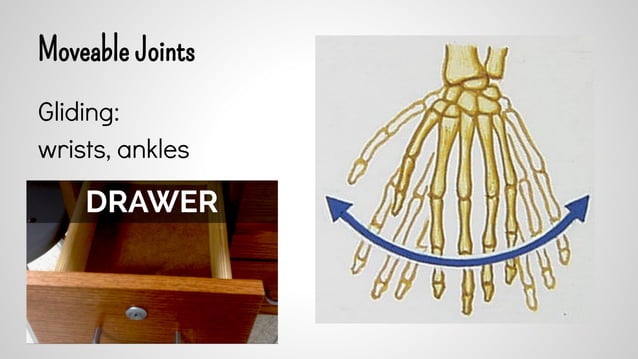 Joints and Connective Tissues | PDF