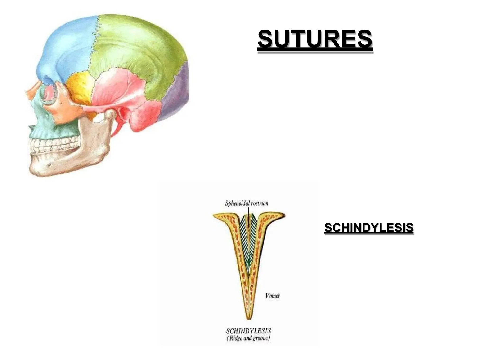 joints and its classification different types of joints .pptx | Death ...