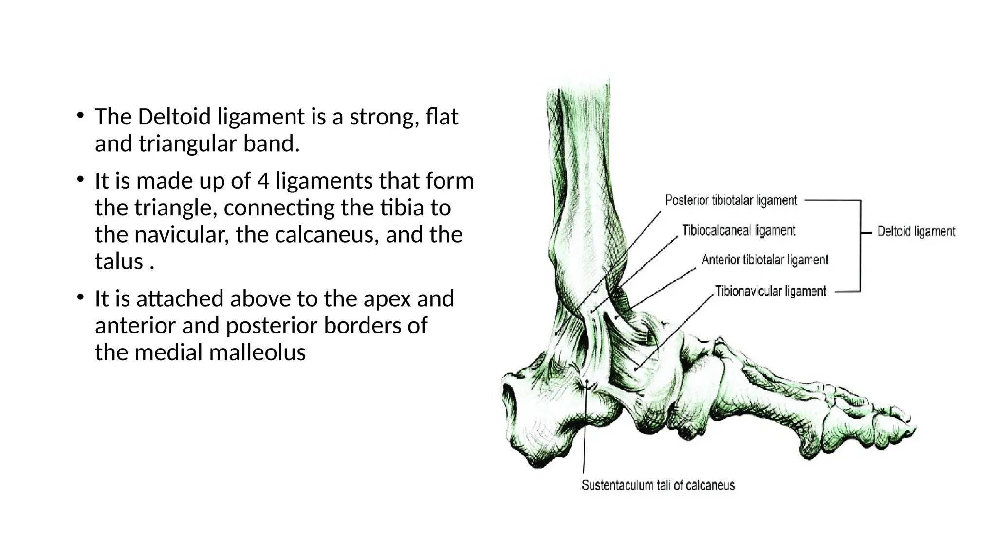 Joints and ligament with various types of joints | PPTX