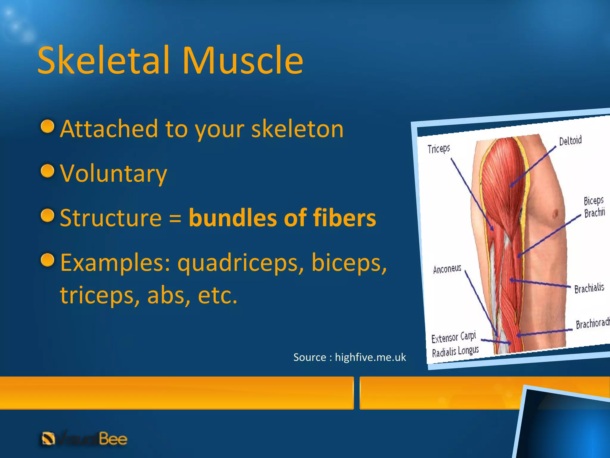 Joints and muscles | PPT