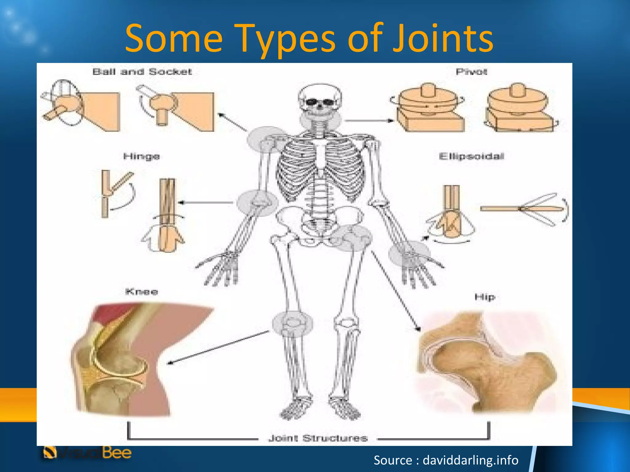 Joints and muscles | PPT