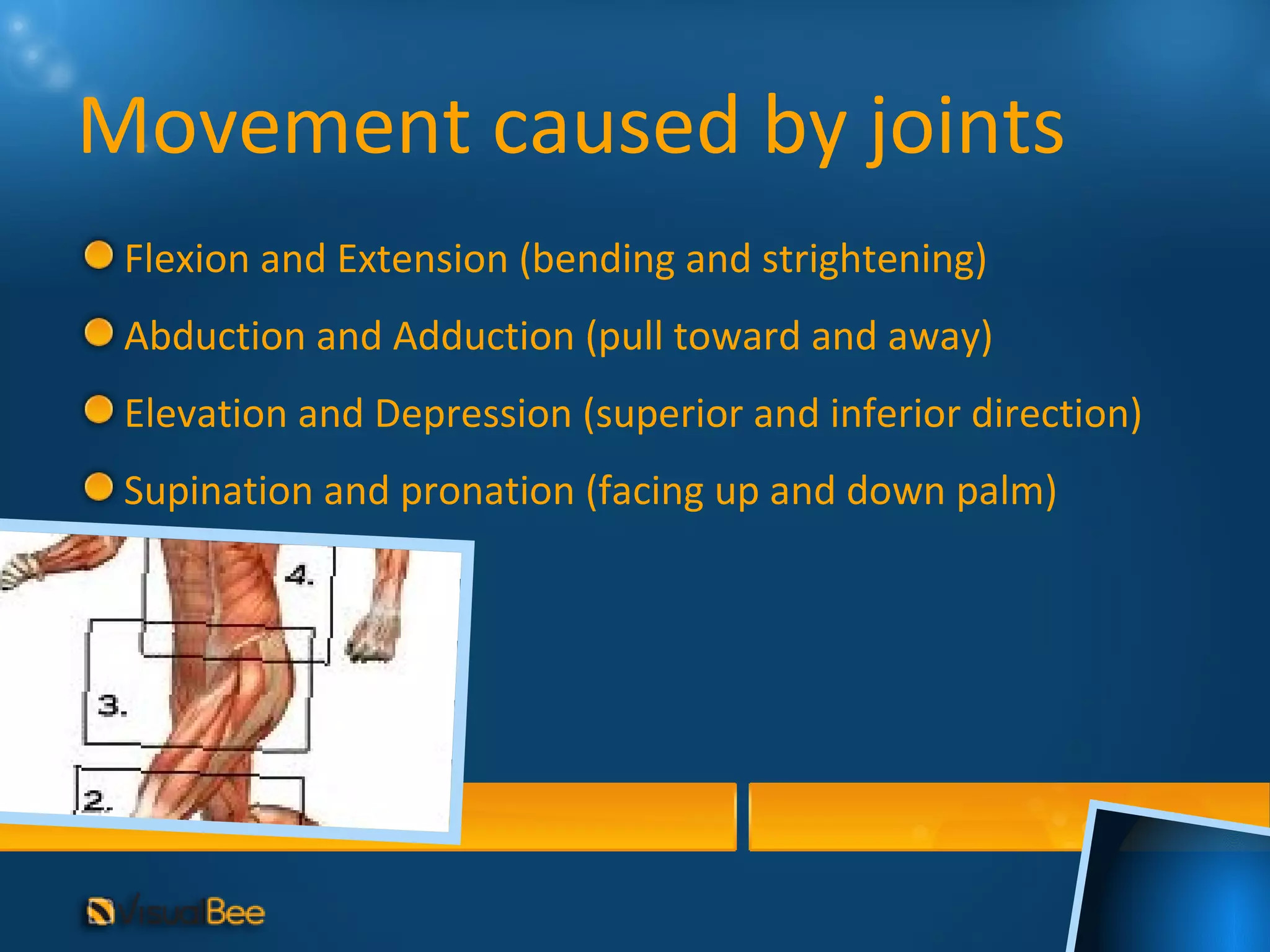 Joints and muscles | PPT
