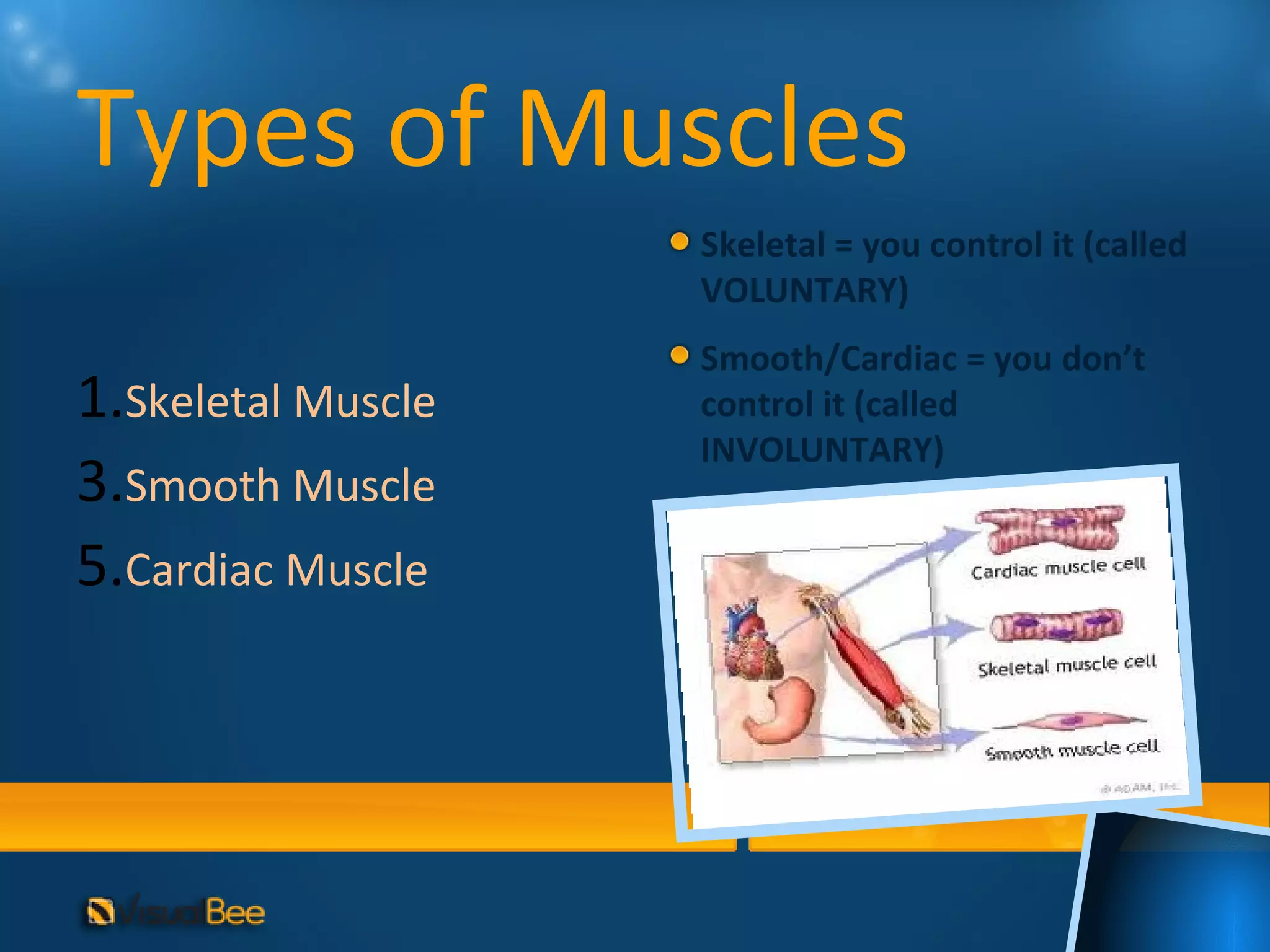 Joints and muscles | PPT