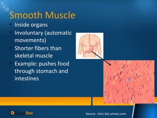 Joints and muscles | PPT