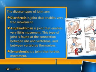 Joints and muscles | PPT