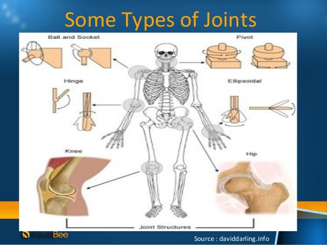 Joints and muscles
