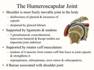 Joints and their movements | PPT