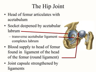 Joints and their movements | PPT