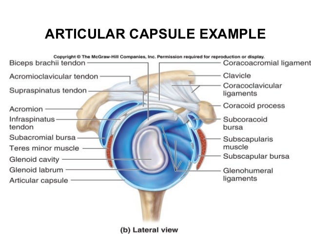 Joints articulations