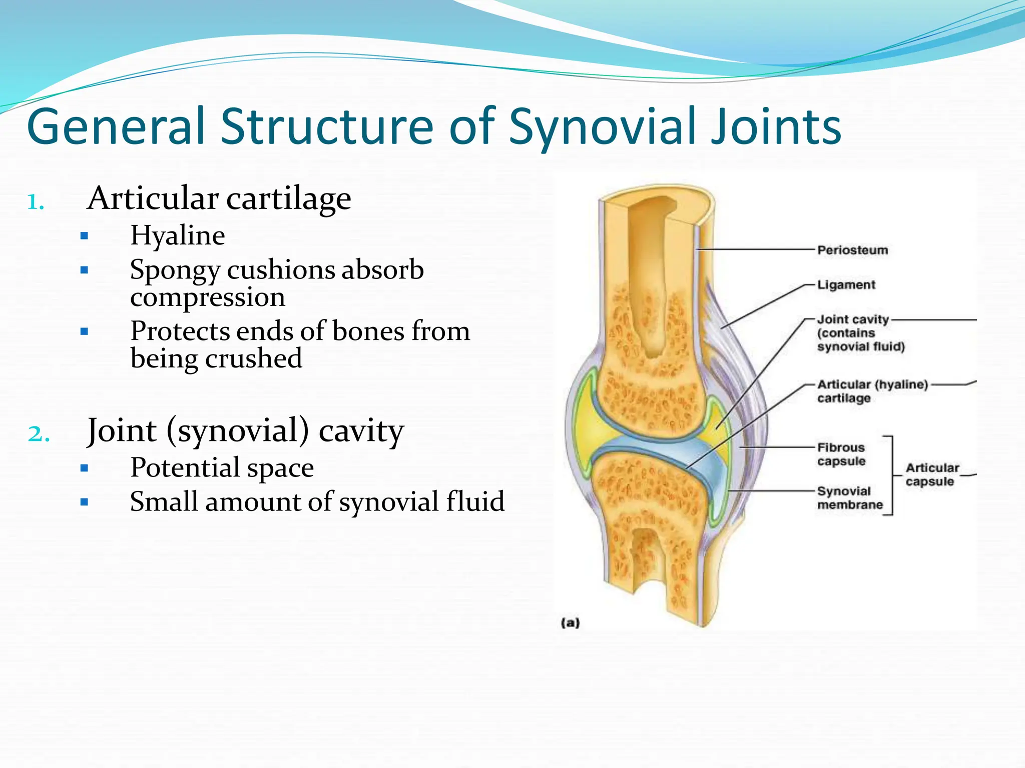 ANATOMY OF SYNOVIAL JOINTS_Synovial .pptt