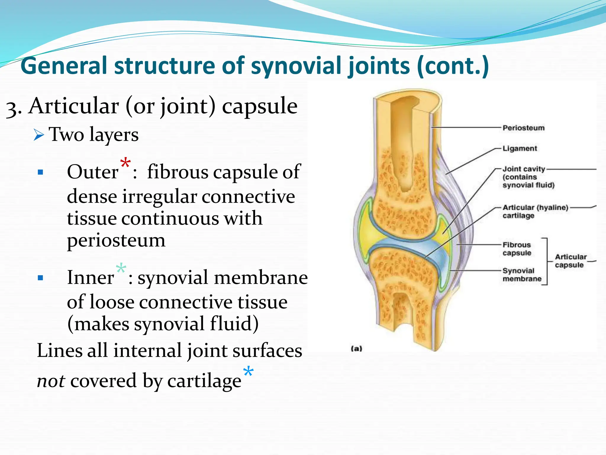 ANATOMY OF SYNOVIAL JOINTS_Synovial .pptt