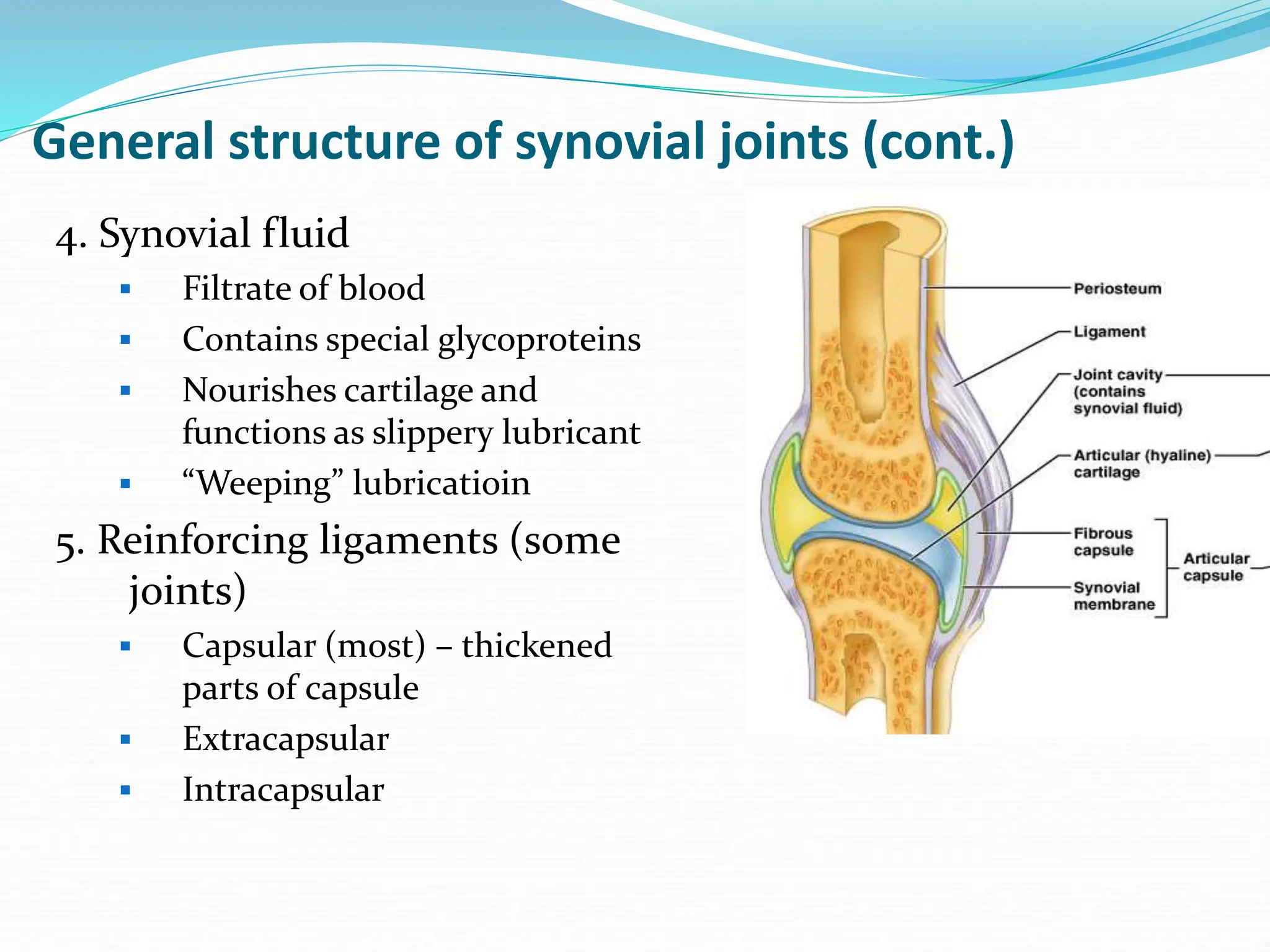 ANATOMY OF SYNOVIAL JOINTS_Synovial .pptt