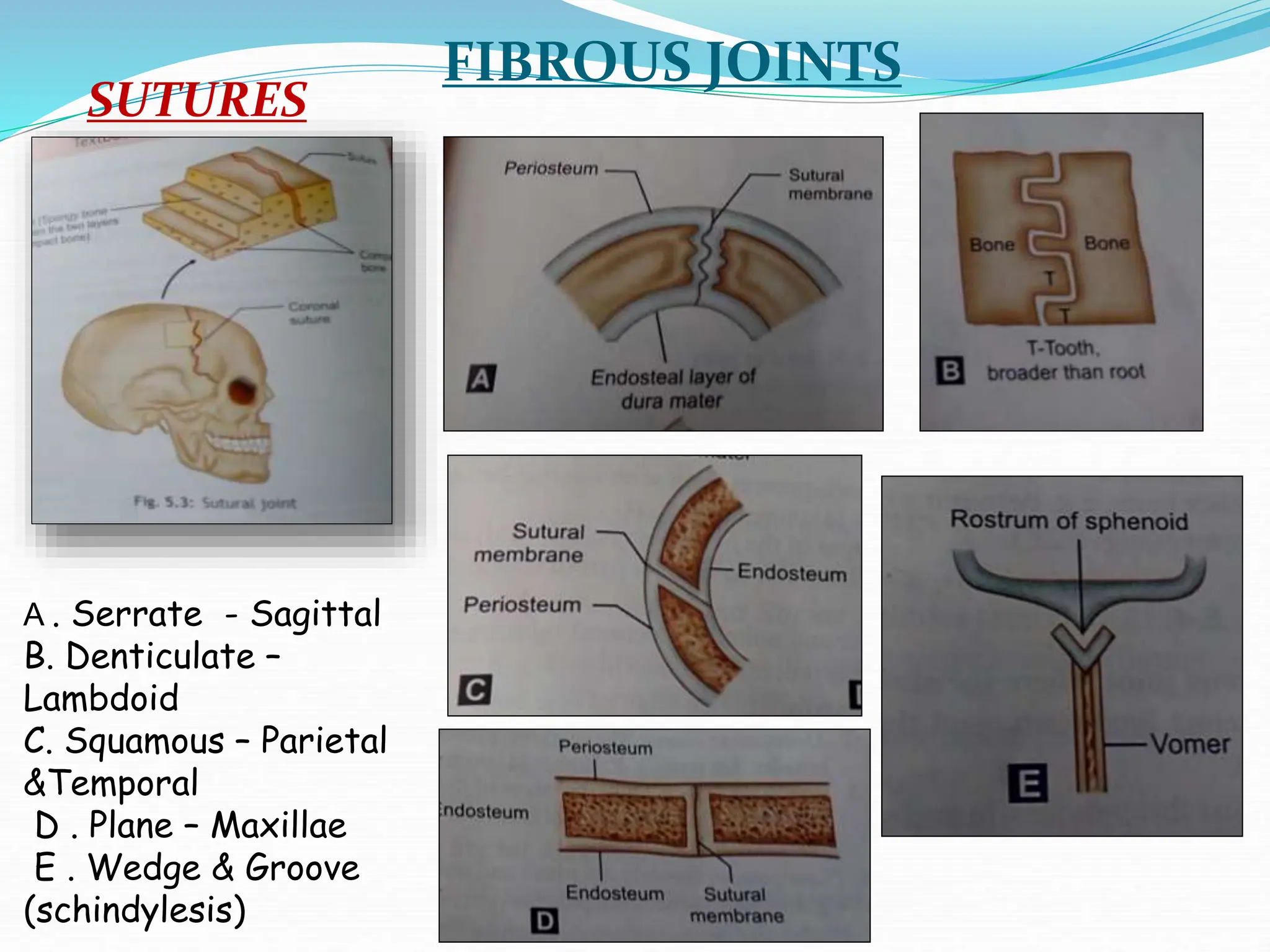 ANATOMY OF SYNOVIAL JOINTS_Synovial .pptt