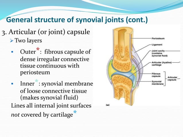 ANATOMY OF SYNOVIAL JOINTS_Synovial .pptt