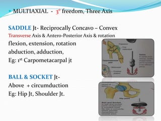 ANATOMY OF SYNOVIAL JOINTS_Synovial .pptt