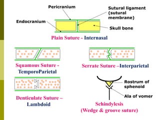 joints general anatomy of human body and | PPTX