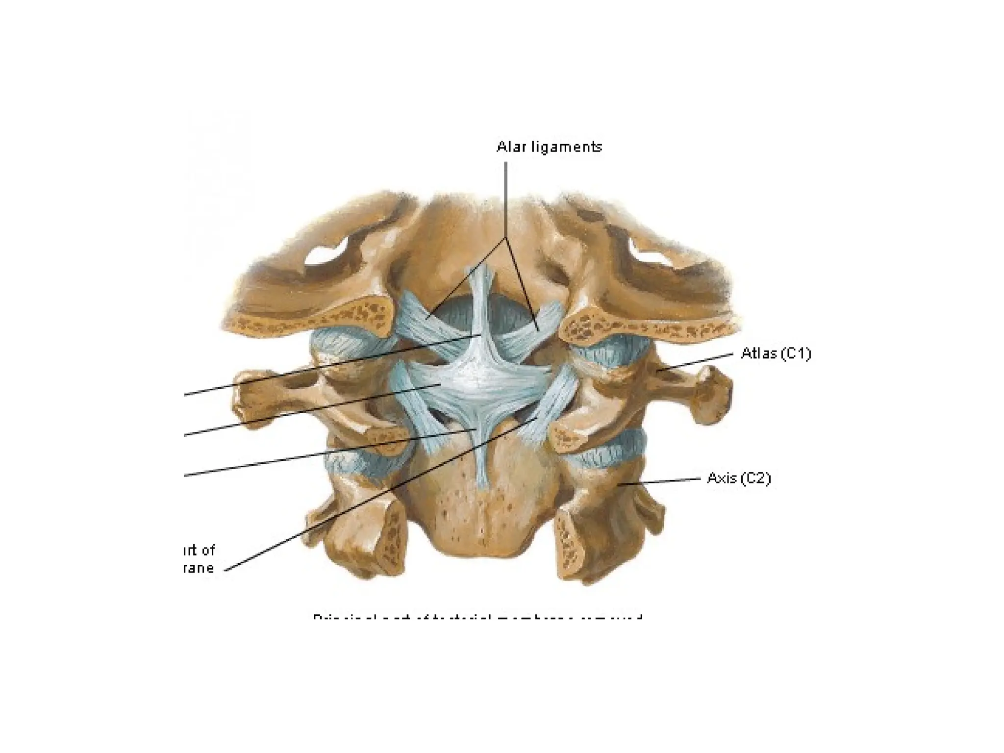 joints of the body general part classi.pptx