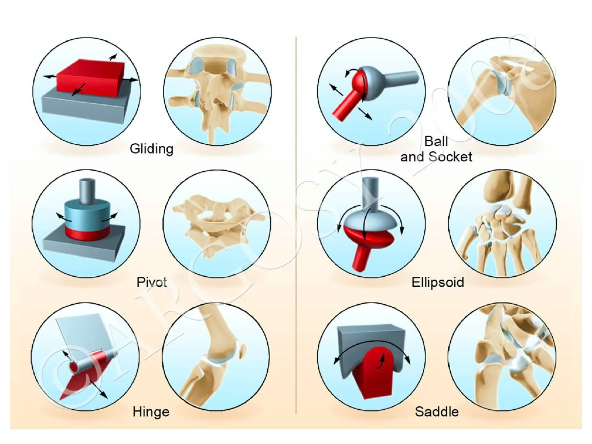 joints of the body general part classi.pptx