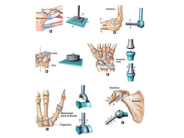 joints of the body general part classi.pptx