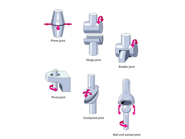 joints of the body general part classi.pptx
