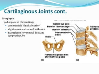 Joints in skeletal system | PPT