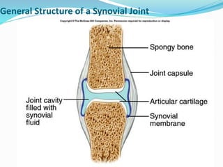 Joints in skeletal system | PPT