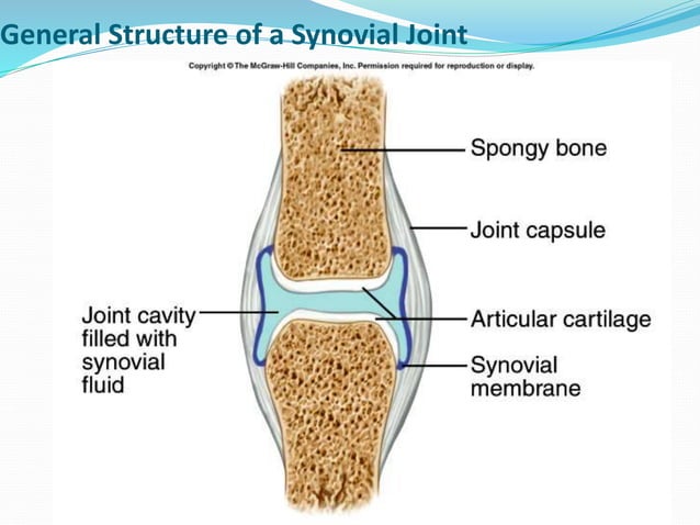 Joints in skeletal system | PPT