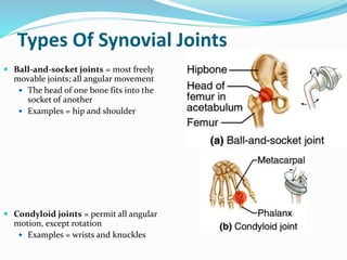 Joints in skeletal system | PPT