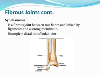 Joints in skeletal system | PPT