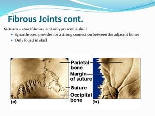 Joints in skeletal system | PPT