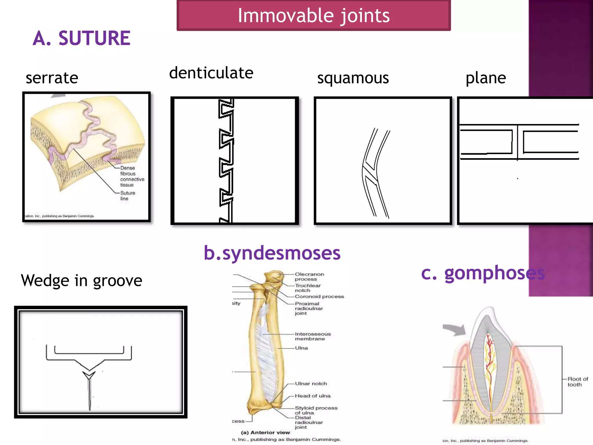 Joints anatomy and physiology | PPTX