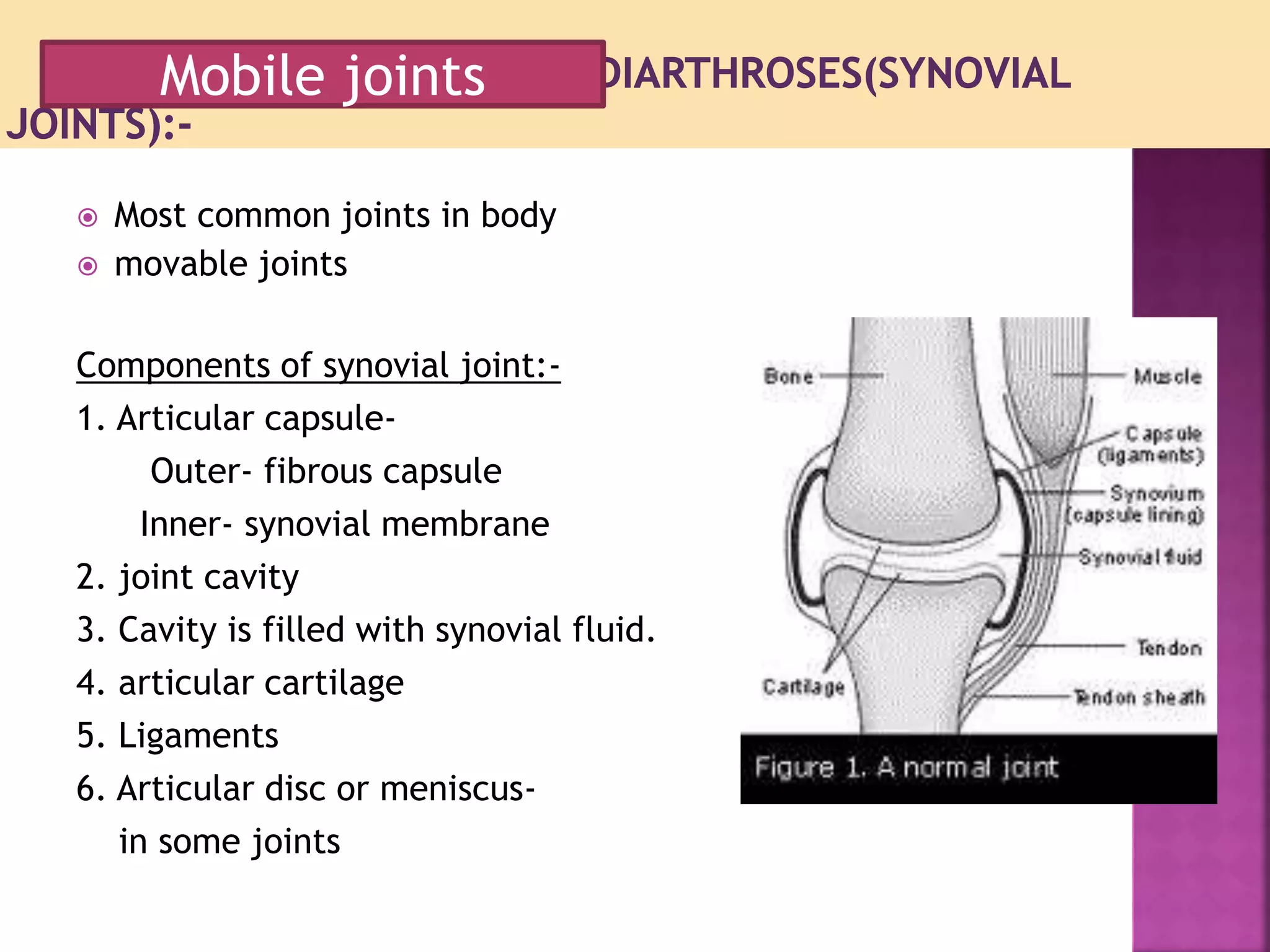 Joints anatomy and physiology | PPTX