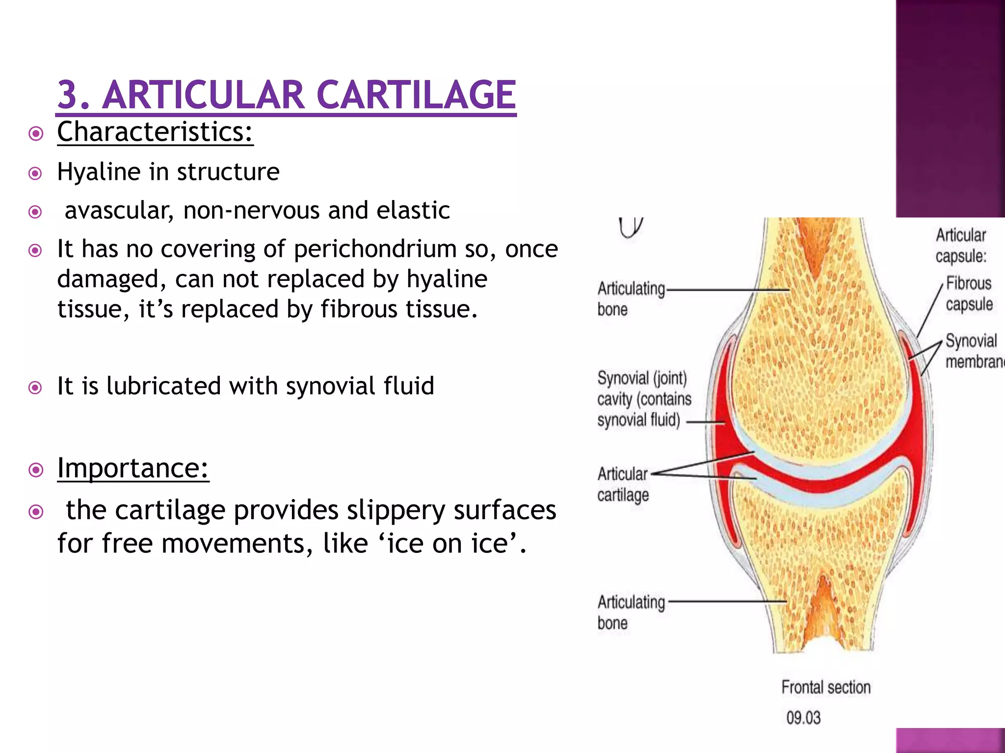 Joints anatomy and physiology | PPTX