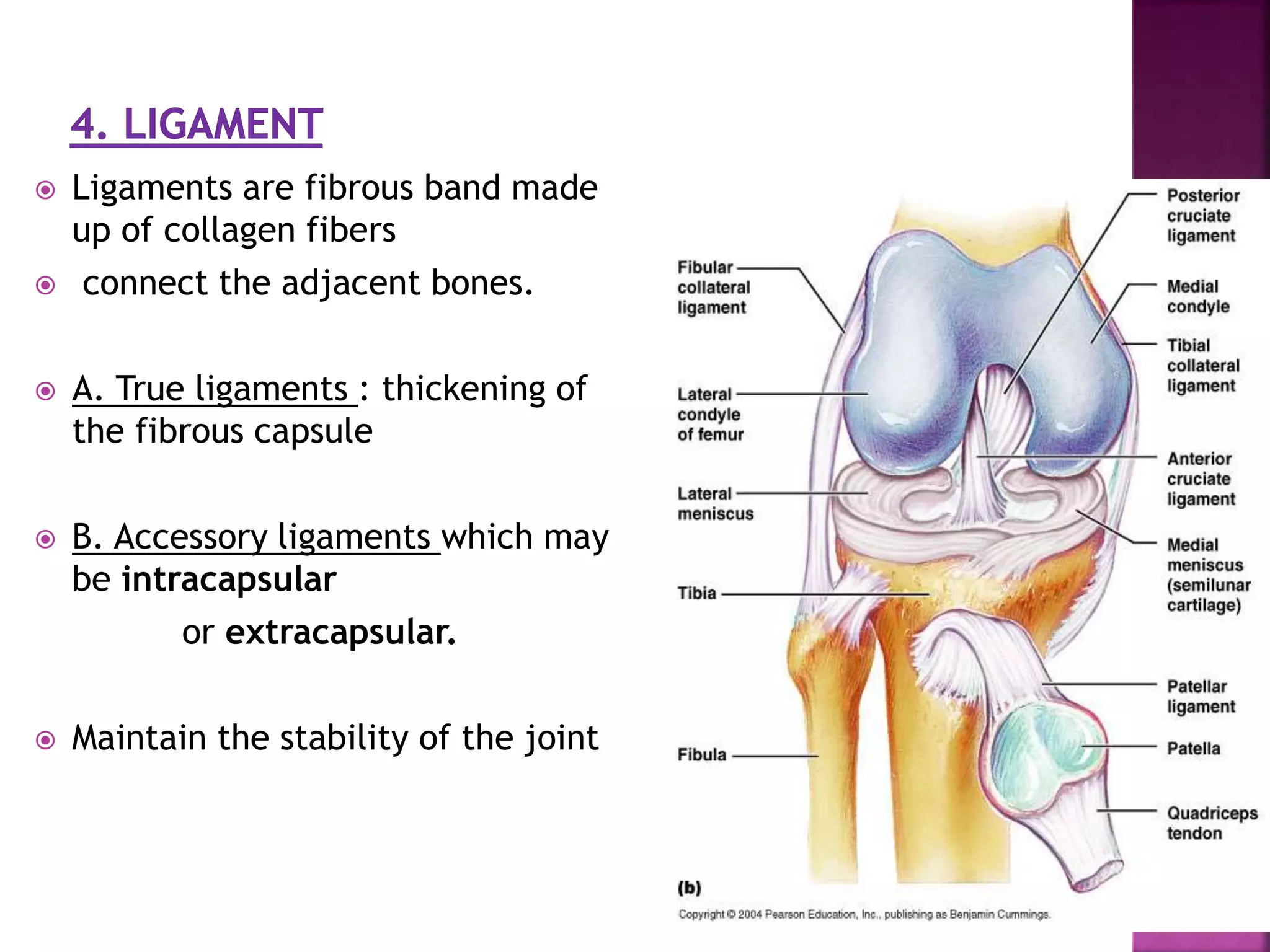 Joints anatomy and physiology | PPTX