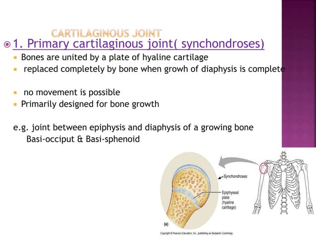 Joints anatomy and physiology | PPTX