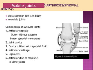 Joints anatomy and physiology | PPTX