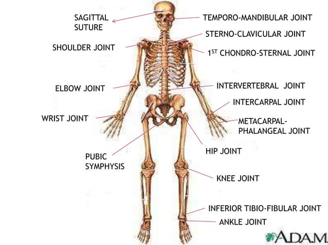 Joints anatomy and physiology | PPTX