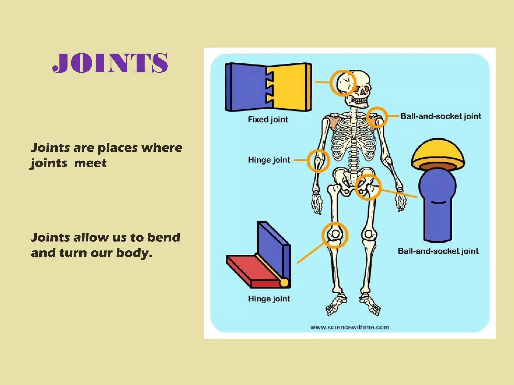 UNIT 3 JOINTS-LIGAMENTS-TENDONS & CARTILAGES | PPS | Death, Injury, or ...