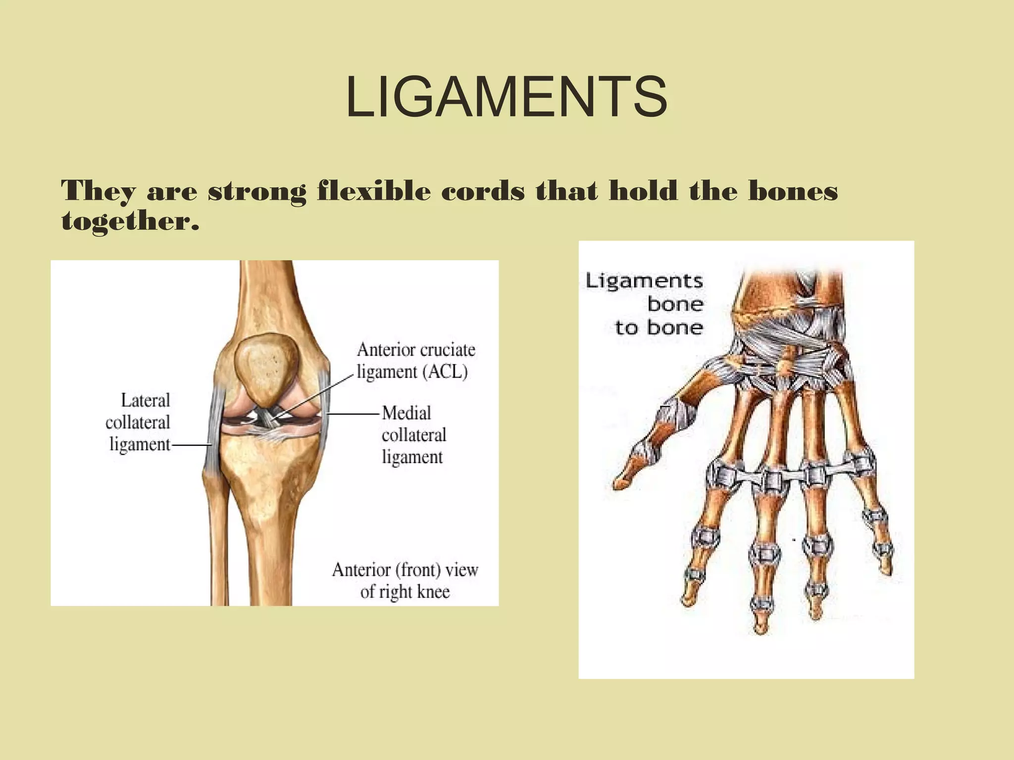 UNIT 3 JOINTS-LIGAMENTS-TENDONS & CARTILAGES | PPS